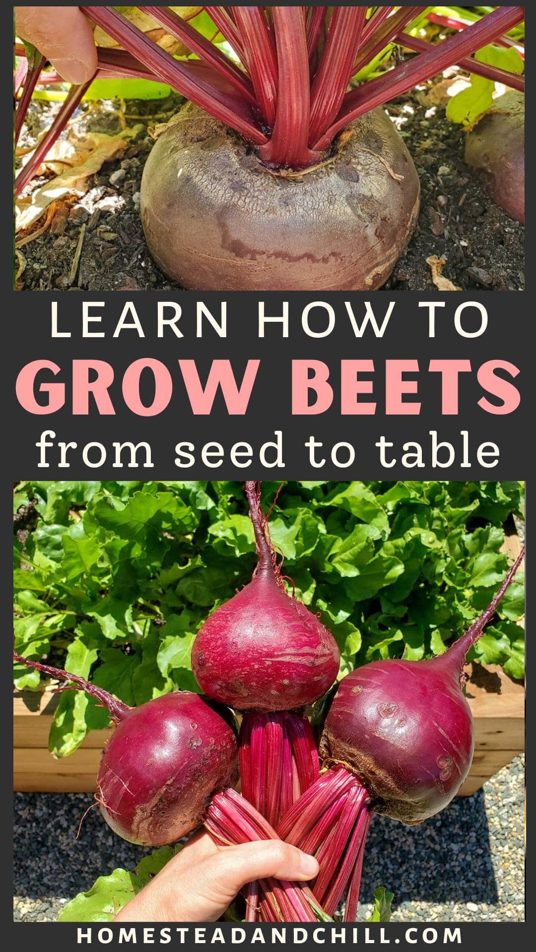 How to Grow Beets: Complete Guide with Photos ~ Homestead and Chill