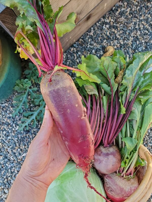 How to Grow Beets: Complete Guide with Photos ~ Homestead and Chill