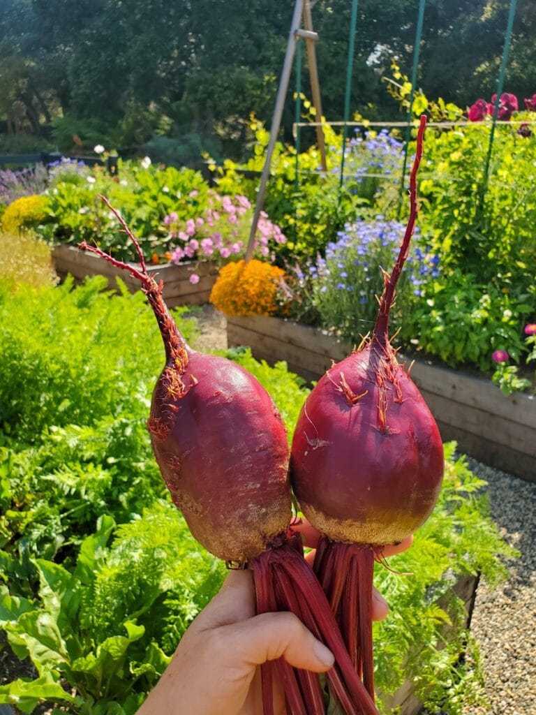 How to Grow Beets: Complete Guide with Photos ~ Homestead and Chill