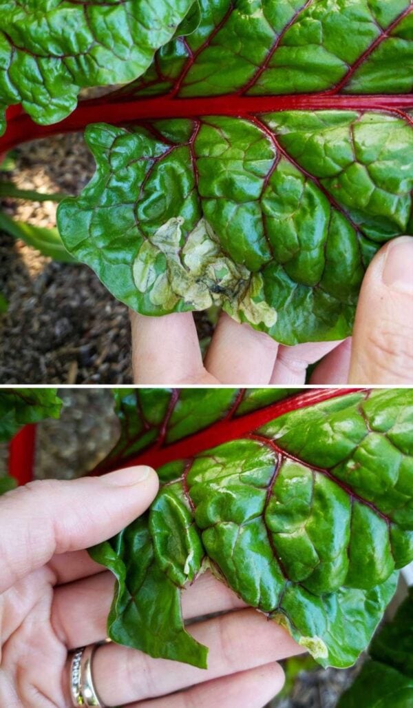 How to Grow Beets: Complete Guide with Photos ~ Homestead and Chill