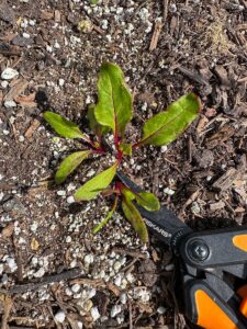 How to Grow Beets: Complete Guide with Photos ~ Homestead and Chill