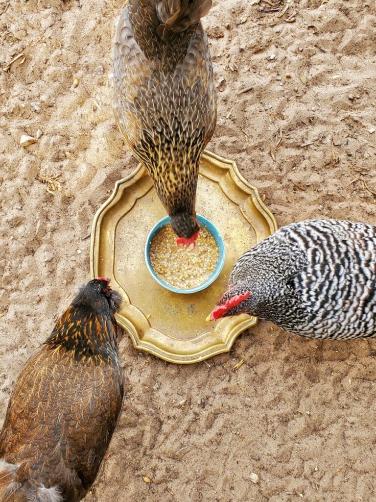 How to Ferment Chicken Feed For Healthier Hens and Eggs ~ Homestead and ...