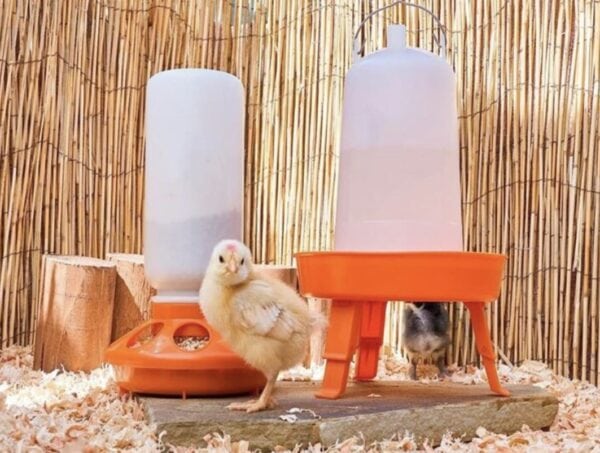 Raising Baby Chicks 101: The Best Beginner's Guide ~ Homestead and Chill