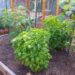 The 10 Best Tomato Companion Plants for Big Yields and Pest Control ...