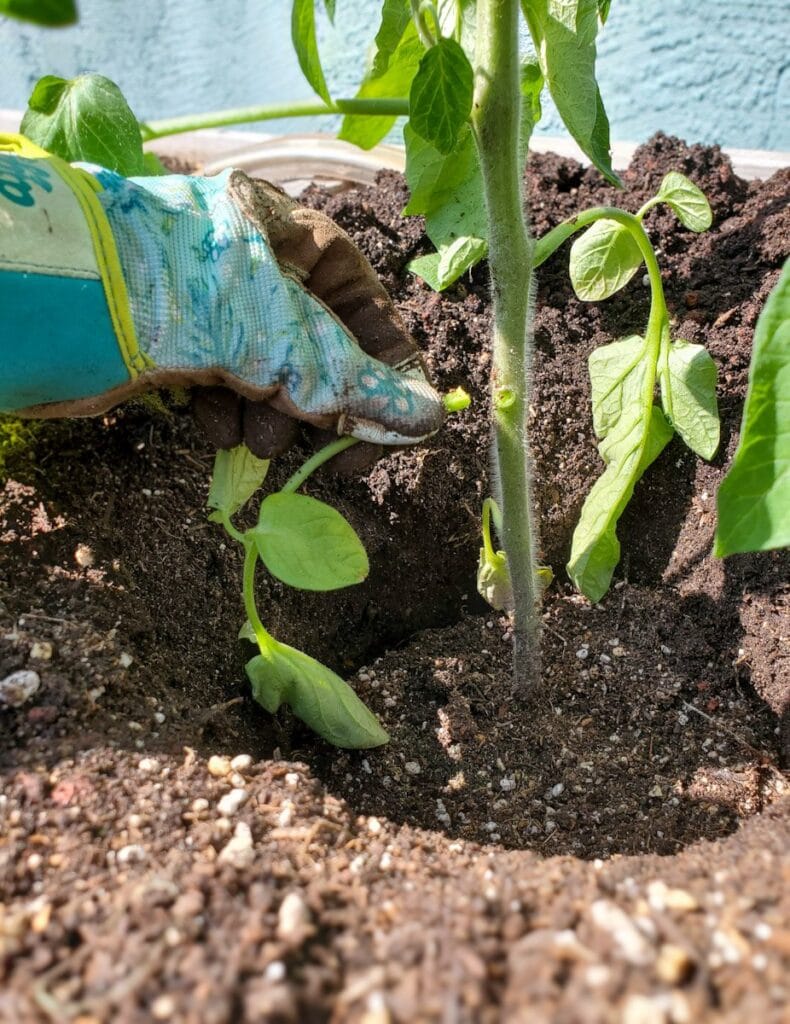 How to Plant Tomatoes: When, How Deep, Fertilizer, Pots & More ...
