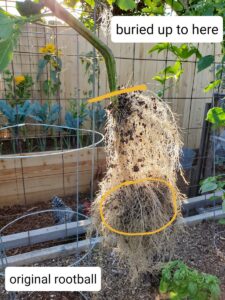 How to Plant Tomatoes: When, How Deep, Fertilizer, Pots & More ...