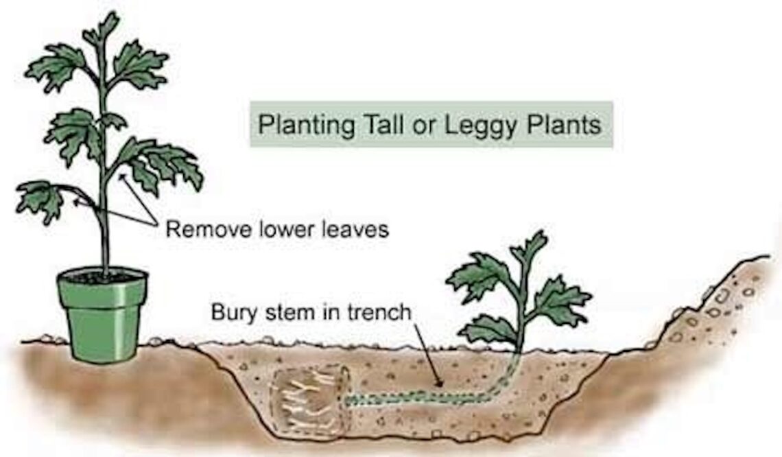 How to Plant Tomatoes: When, How Deep, Fertilizer, Pots & More ...