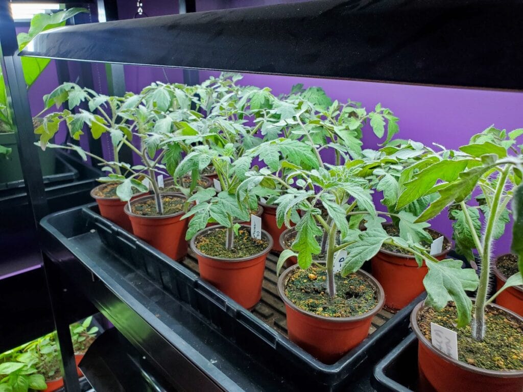 How to Plant Tomatoes: When, How Deep, Fertilizer, Pots & More ...