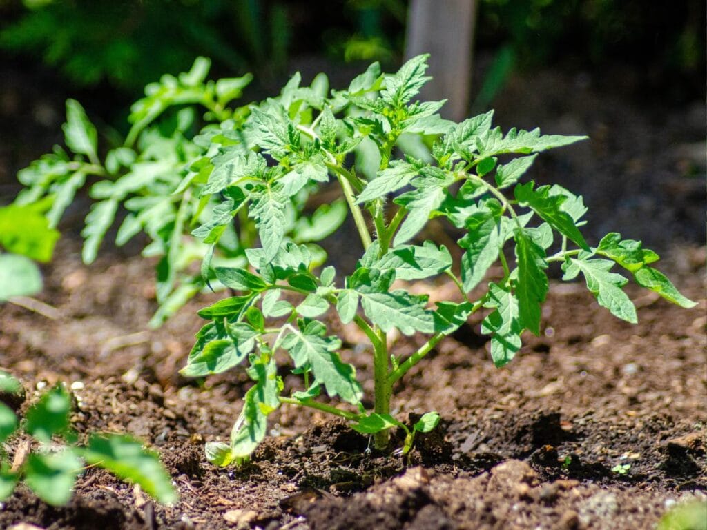How to Plant Tomatoes: When, How Deep, Fertilizer, Pots & More ...