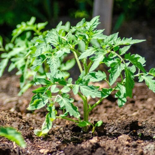 How to Plant Tomatoes: When, How Deep, Fertilizer, Pots & More ...
