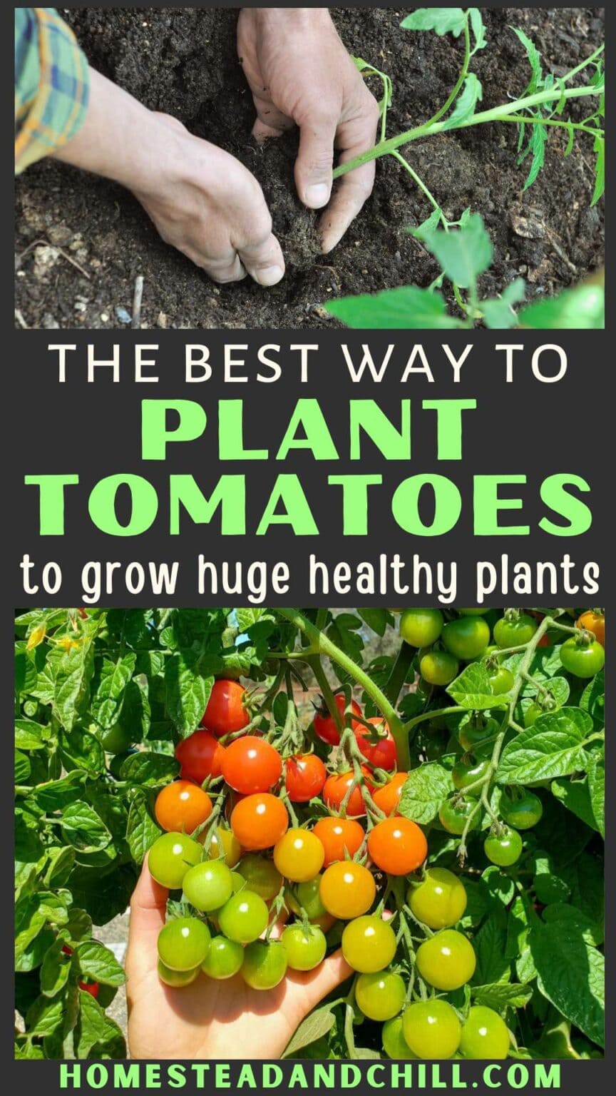 How to Plant Tomatoes: When, How Deep, Fertilizer, Pots & More ...