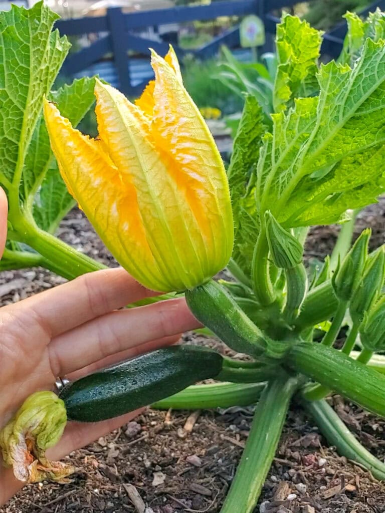 How to Hand Pollinate Zucchini and Squash to Prevent End Rot, Increase ...