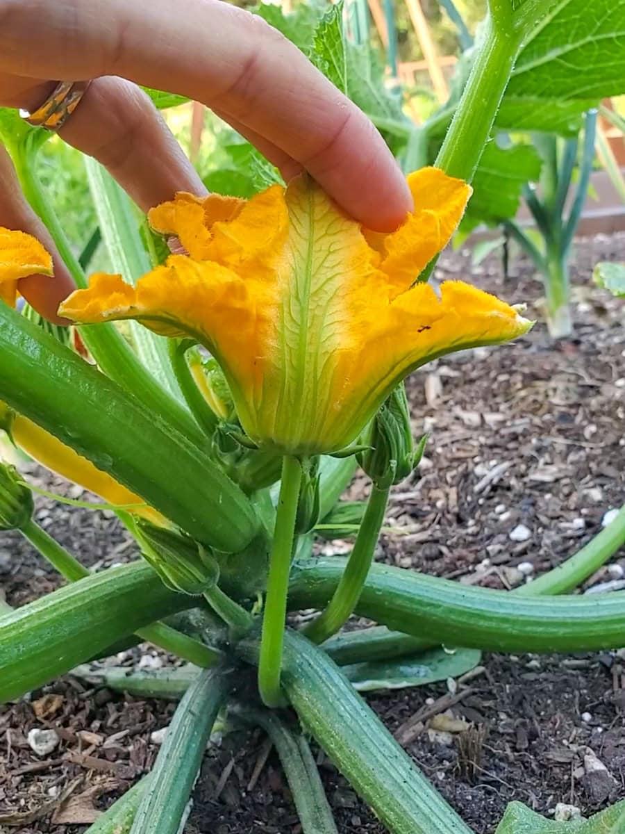 How to Hand Pollinate Zucchini and Squash to Prevent End Rot, Increase ...