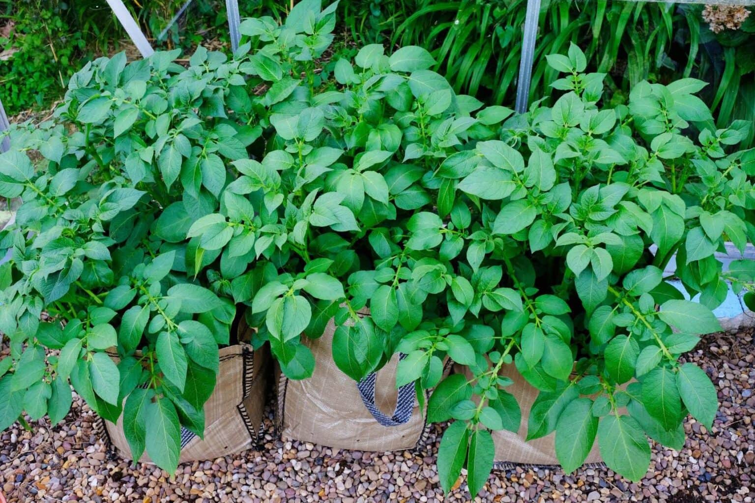 How to Plant and Grow Potatoes in Containers, Pots, or Grow Bags ...