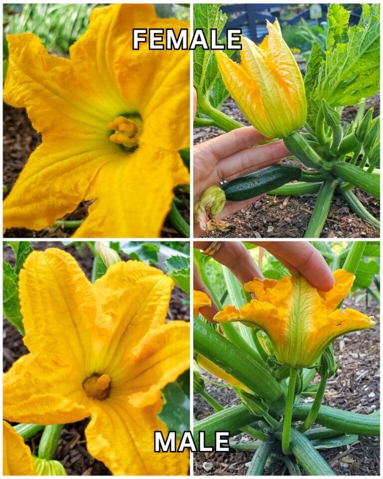 How to Hand Pollinate Zucchini and Squash to Prevent End Rot, Increase ...