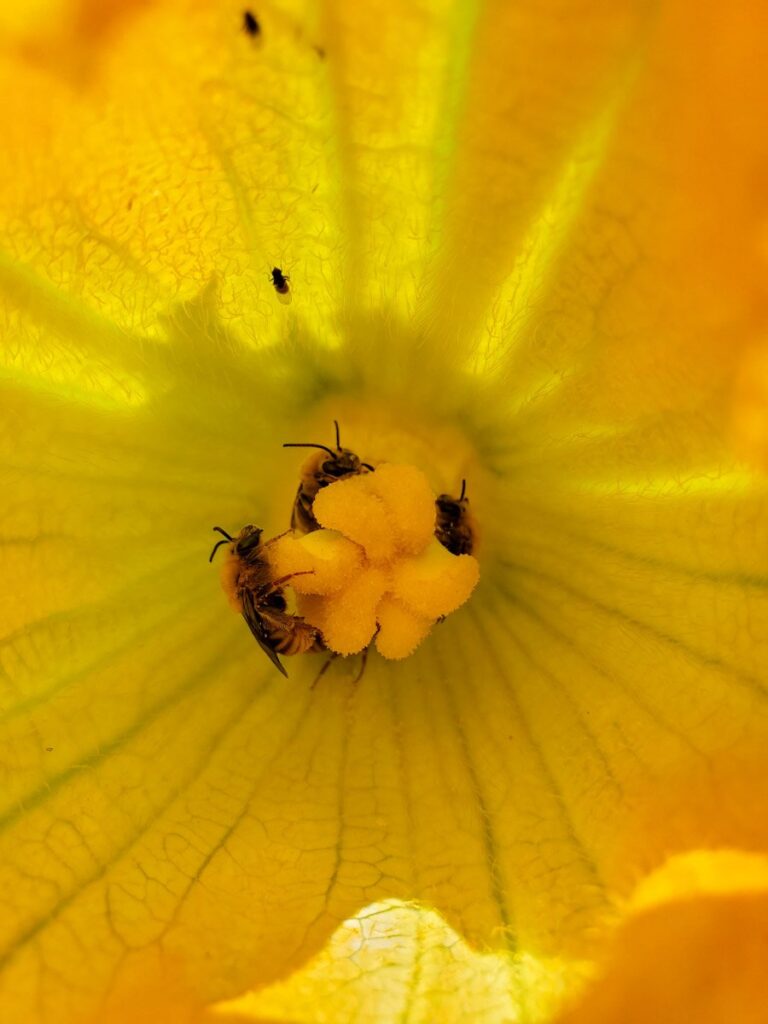 How to Hand Pollinate Zucchini and Squash to Prevent End Rot, Increase ...