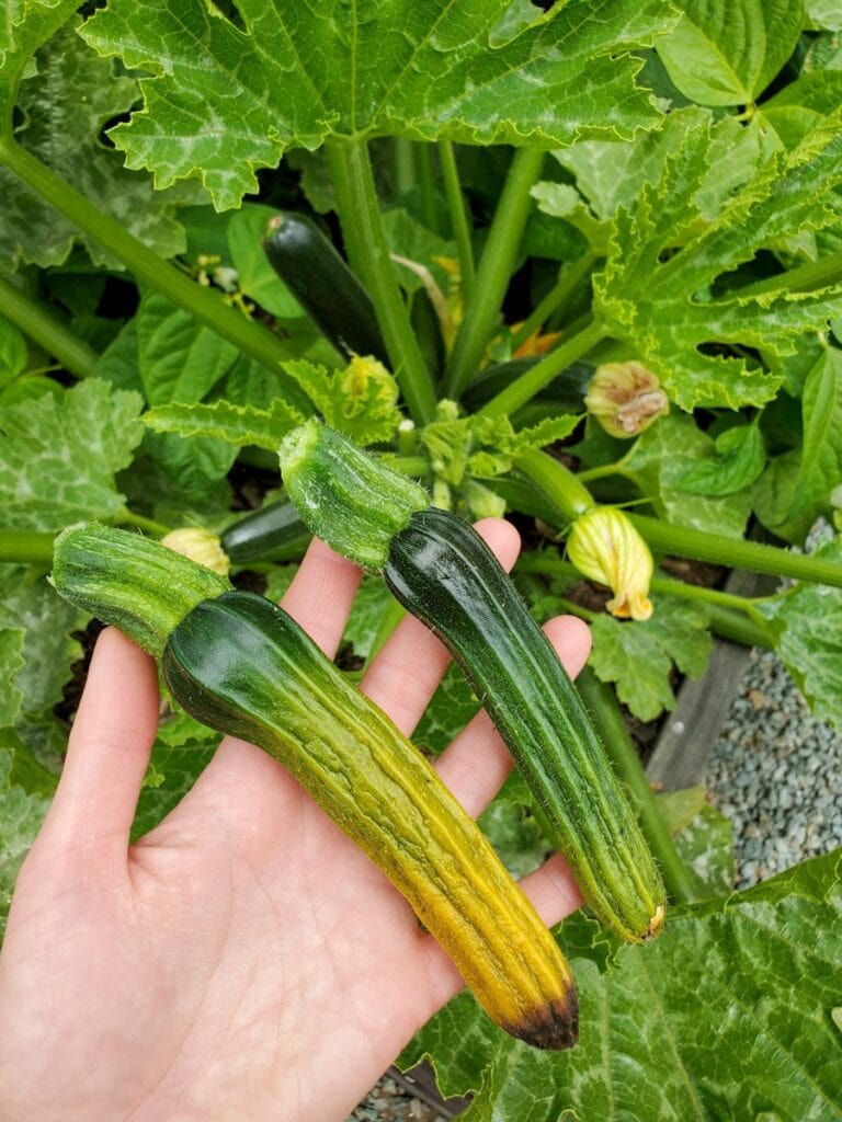 How to Hand Pollinate Zucchini and Squash to Prevent End Rot, Increase ...