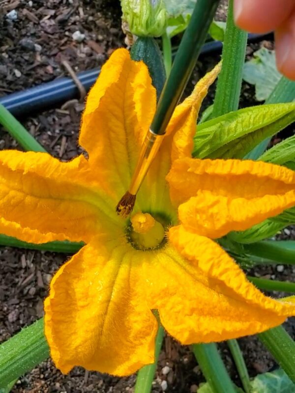 How to Hand Pollinate Zucchini and Squash to Prevent End Rot, Increase ...