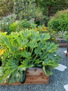How to Hand Pollinate Zucchini and Squash to Prevent End Rot, Increase ...
