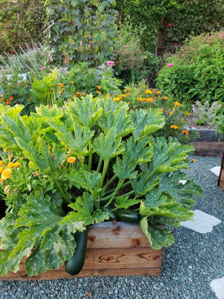 How to Hand Pollinate Zucchini and Squash to Prevent End Rot, Increase ...
