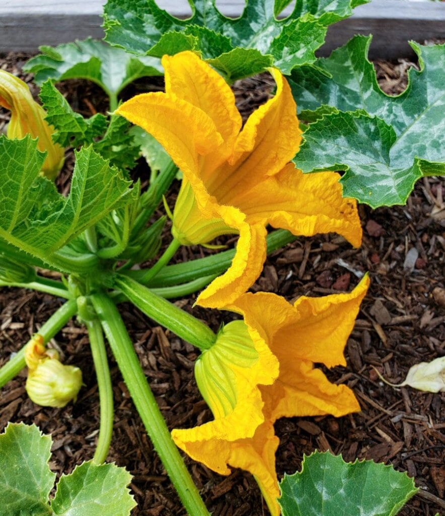 How to Hand Pollinate Zucchini and Squash to Prevent End Rot, Increase ...