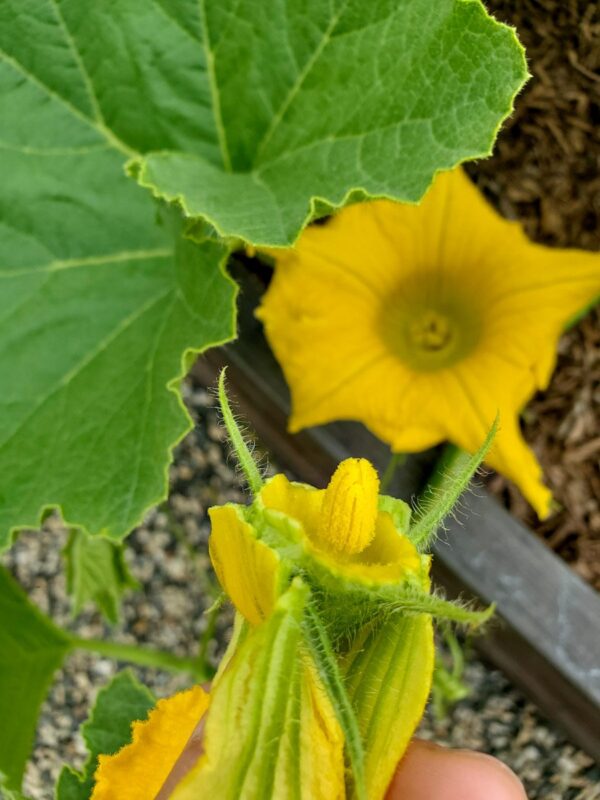 How to Hand Pollinate Zucchini and Squash to Prevent End Rot, Increase ...