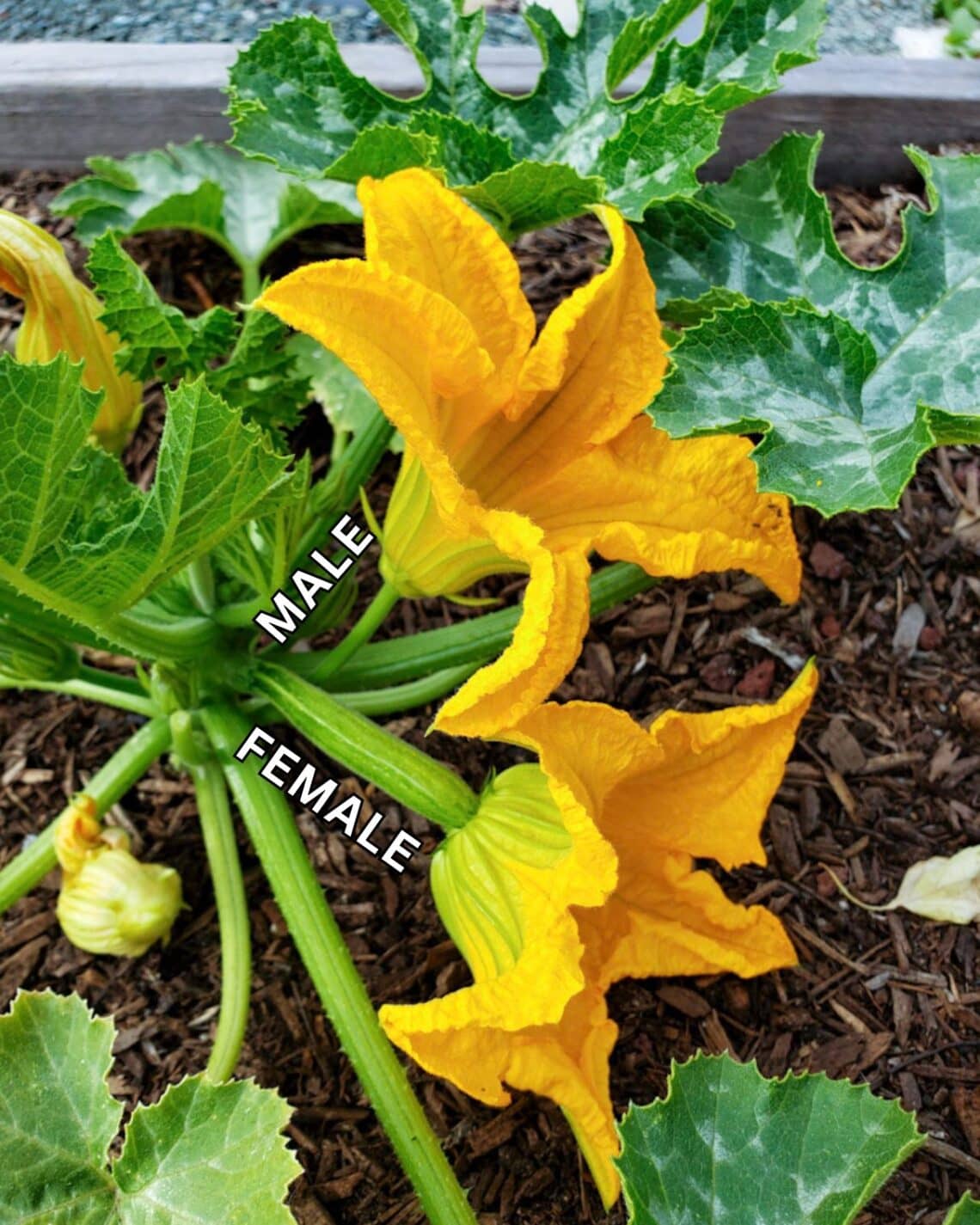 How to Hand Pollinate Zucchini and Squash to Prevent End Rot, Increase ...