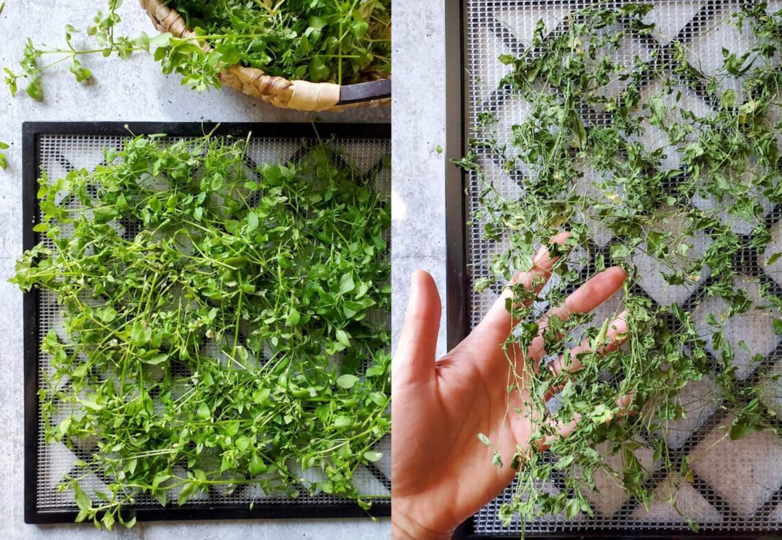 How to Dry Fresh Herbs: 4 Easy Ways + Storage Tips ~ Homestead and Chill
