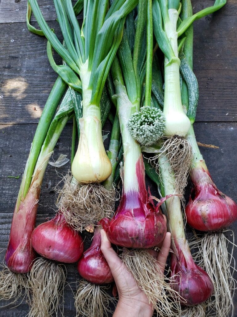 How to Make Homemade Onion Powder (Dehydrator or Oven) ~ Homestead and ...