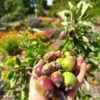 How to Thin Fruit Trees: Apples, Peaches, Plums and More ~ Homestead ...