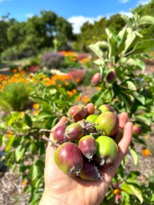 How to Thin Fruit Trees: Apples, Peaches, Plums and More ~ Homestead ...