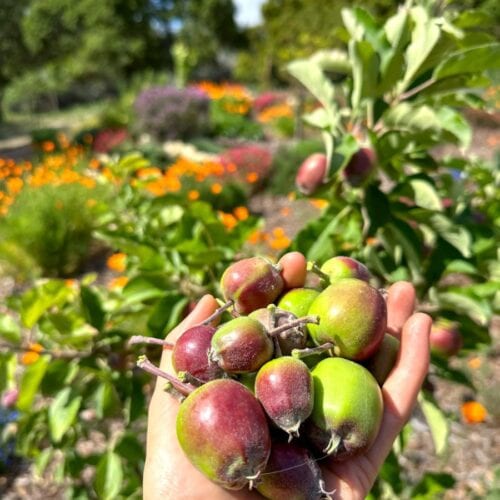 How to Thin Fruit Trees: Apples, Peaches, Plums and More ~ Homestead ...