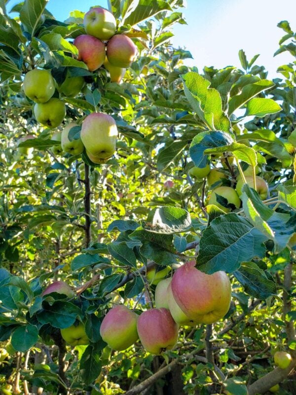 How to Thin Fruit Trees: Apples, Peaches, Plums and More ~ Homestead ...