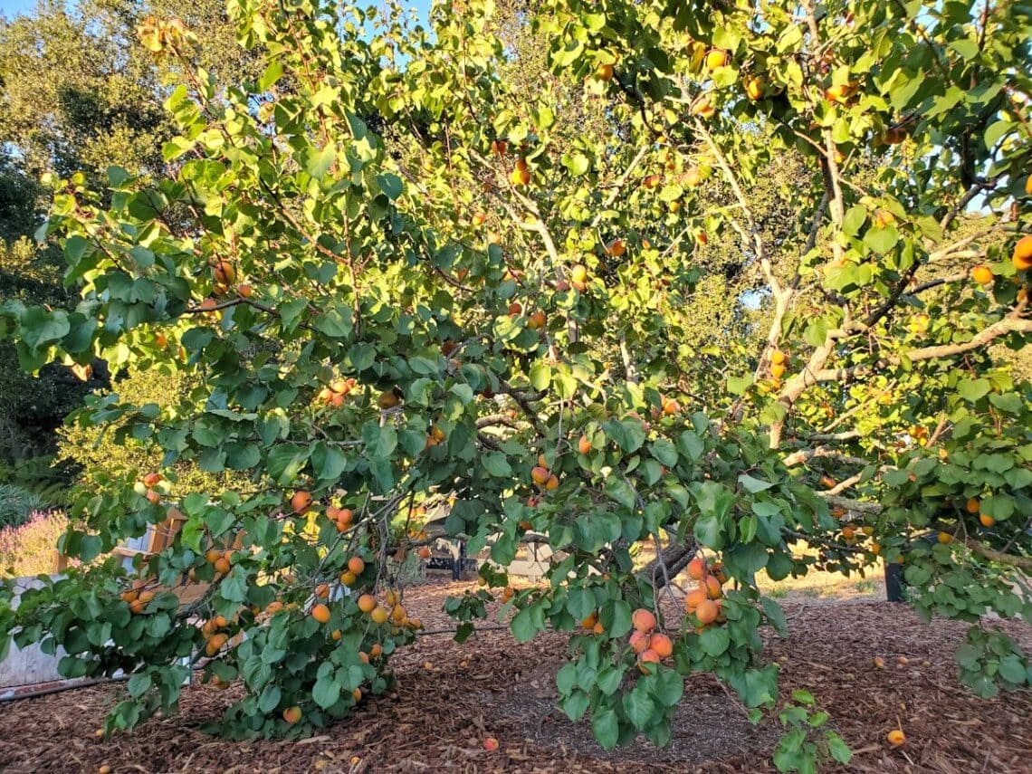 How to Thin Fruit Trees: Apples, Peaches, Plums and More ~ Homestead ...