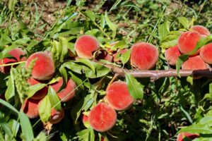 How to Thin Fruit Trees: Apples, Peaches, Plums and More ~ Homestead ...