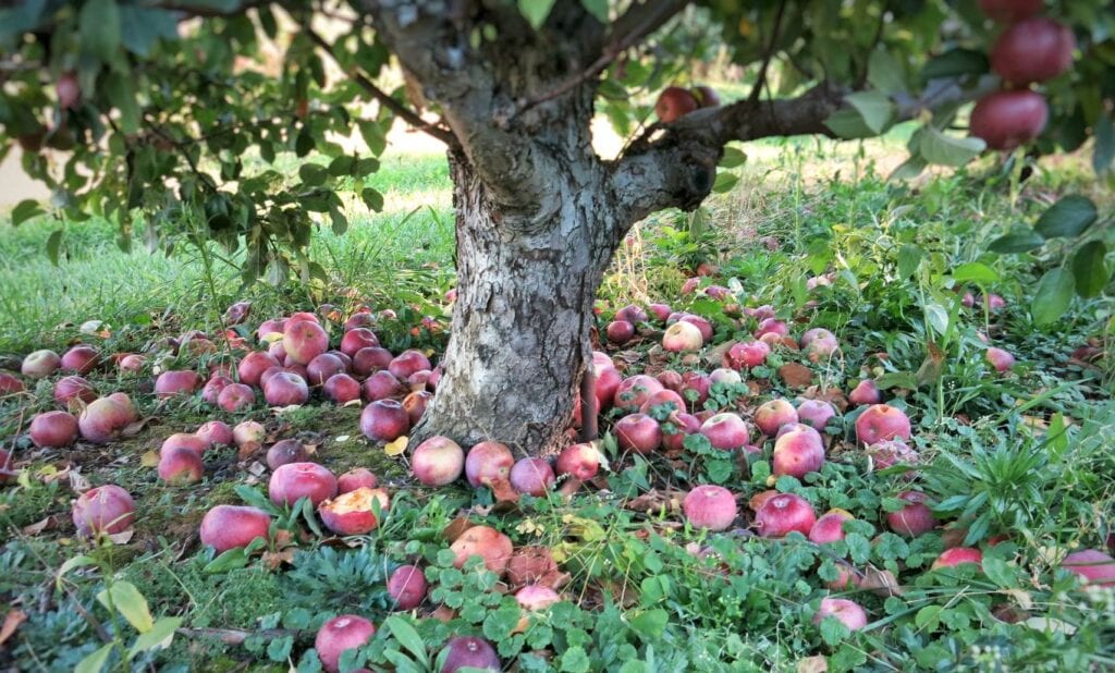 How to Thin Fruit Trees: Apples, Peaches, Plums and More ~ Homestead and Chill