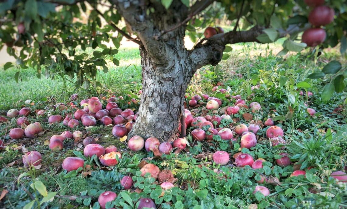 How to Thin Fruit Trees: Apples, Peaches, Plums and More ~ Homestead ...