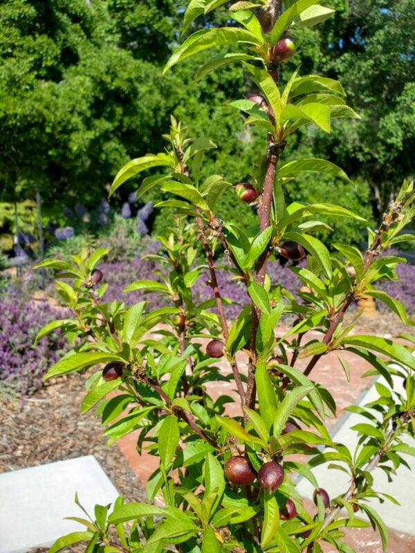 How to Thin Fruit Trees: Apples, Peaches, Plums and More ~ Homestead ...
