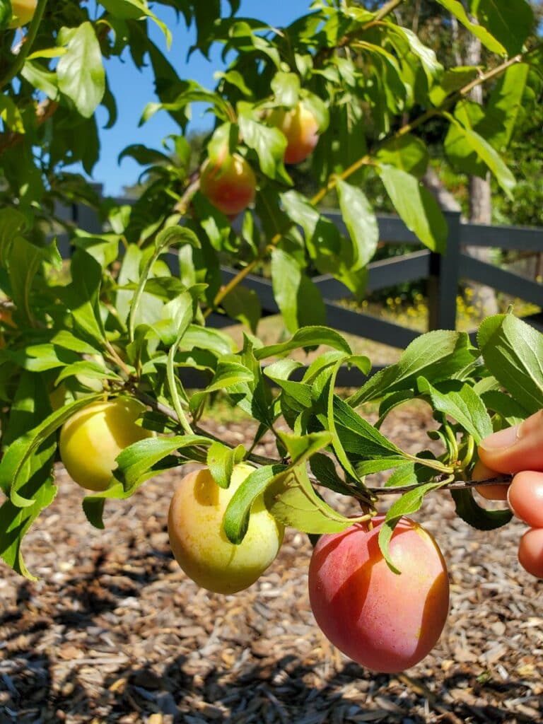 How to Thin Fruit Trees: Apples, Peaches, Plums and More ~ Homestead ...