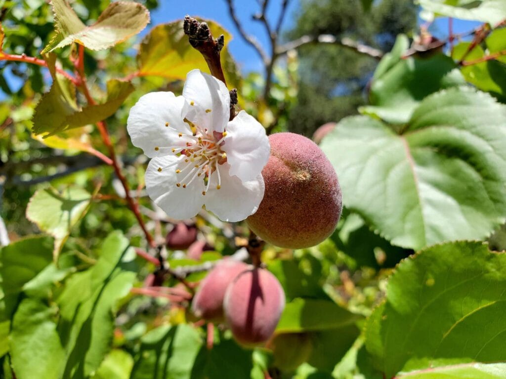 How to Thin Fruit Trees: Apples, Peaches, Plums and More ~ Homestead ...