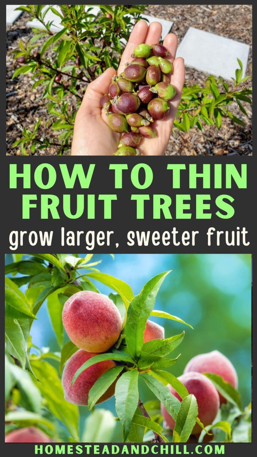 How to Thin Fruit Trees: Apples, Peaches, Plums and More ~ Homestead ...