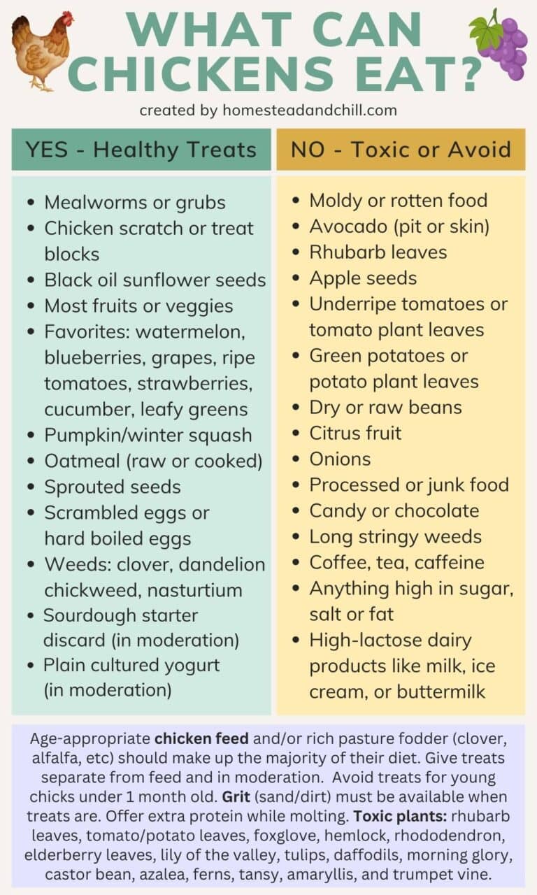 What Can Chickens Eat? Healthy Treat Ideas + Toxic Foods List ...