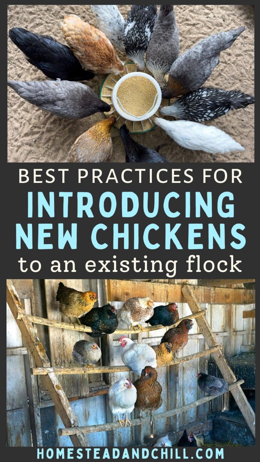 Introducing New Chickens (or Chicks) to a Flock: Best Practices ~ Homestead and Chill