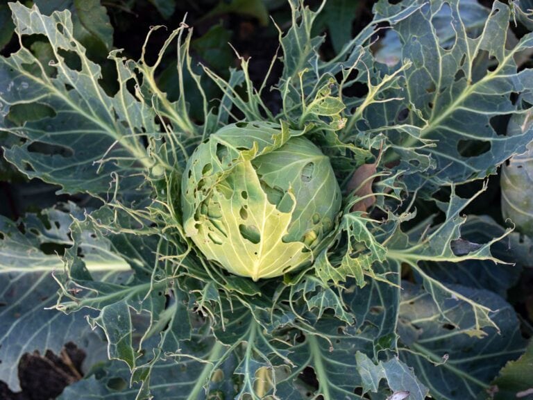 8 Organic Ways to Get Rid of Cabbage Worms & Cabbage Moths ~ Homestead ...