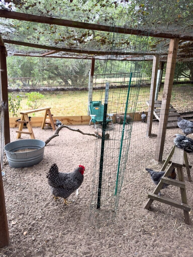 Introducing New Chickens (or Chicks) to a Flock: Best Practices ...