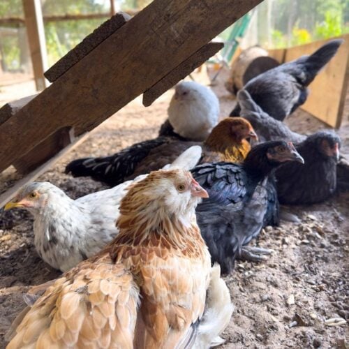 Chickens ~ Homestead and Chill
