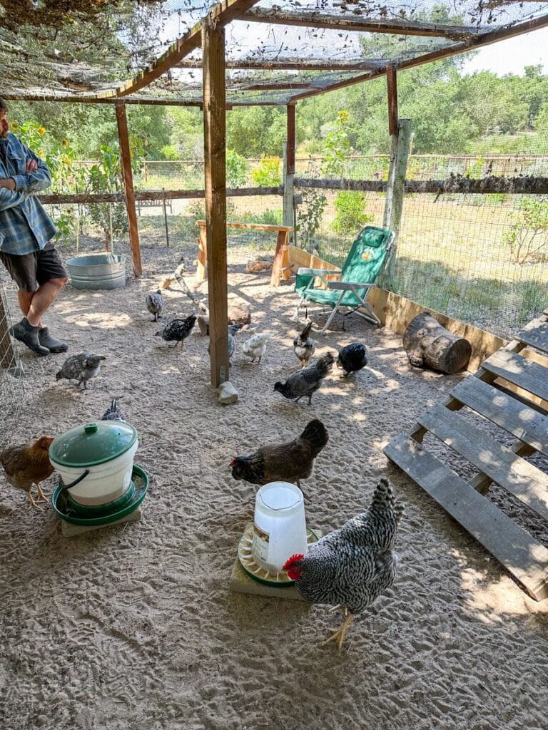 Introducing New Chickens (or Chicks) to a Flock: Best Practices ...