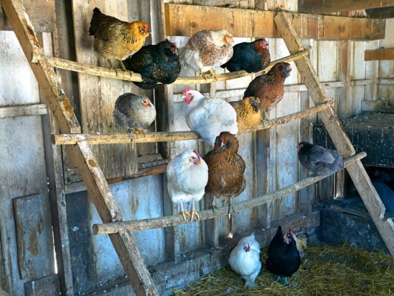Introducing New Chickens (or Chicks) to a Flock: Best Practices ...