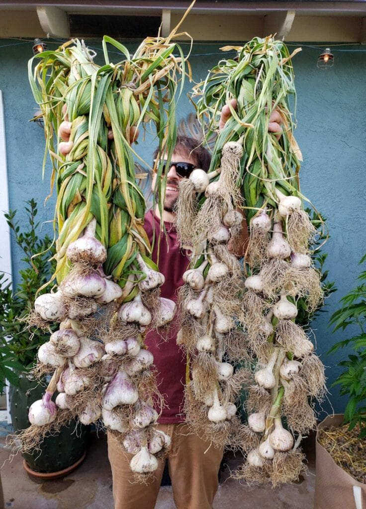 When to Harvest Garlic, Plus Curing and Storage Tips ~ Homestead and Chill