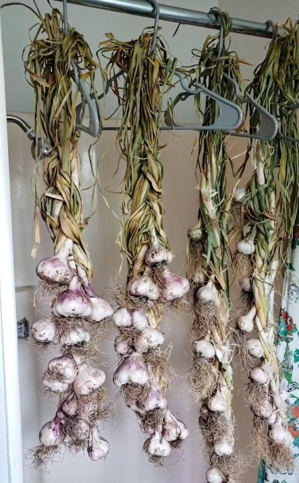 When to Harvest Garlic, Plus Curing and Storage Tips ~ Homestead and Chill